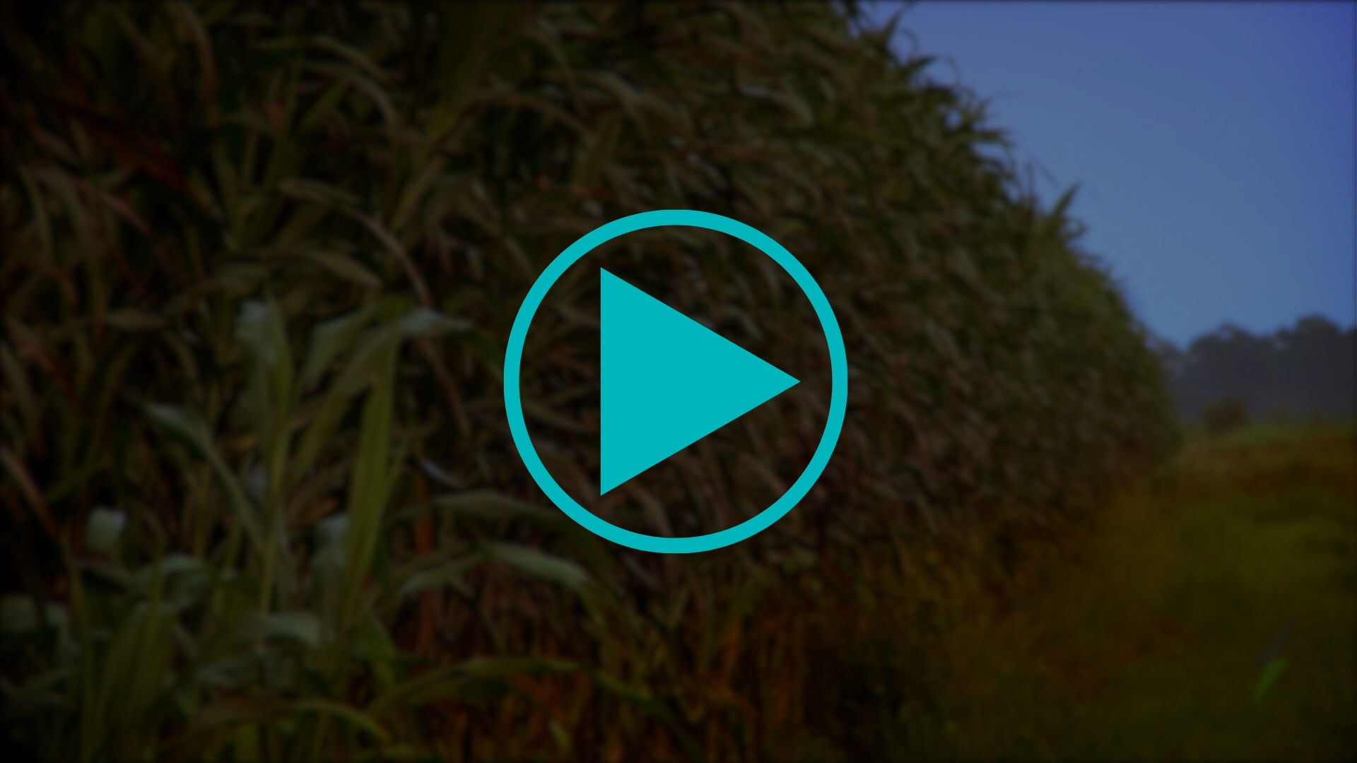 Biofuels Video: Ethanol, Cellulosic Fuels, and Trade-Offs
